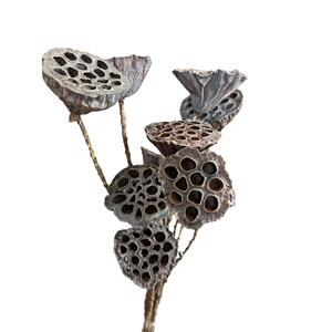 Dried Lotus Pod Stems 23.5" Bundle | Natural Brown Botanical Decor ...