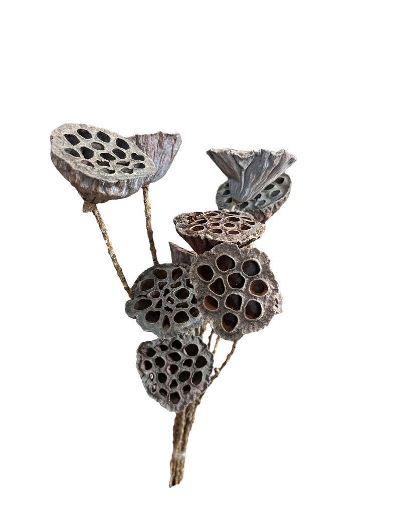 Dried Lotus Pod Stems 23.5" Bundle | Natural Brown Botanical Decor ...