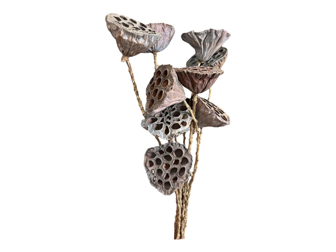 Dried Lotus Pod Stems 23.5" Bundle | Natural Brown Botanical Decor ...