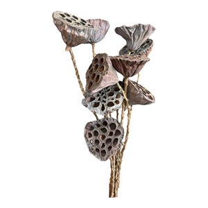 Dried Lotus Pod Stems 23.5" Bundle | Natural Brown Botanical Decor ...