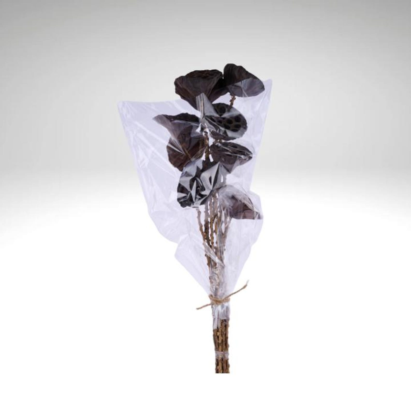 Dried Lotus Pod Stems 23.5" Bundle | Natural Brown Botanical Decor ...