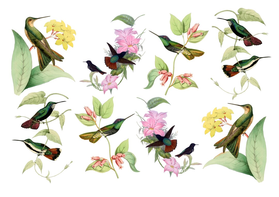 Rice Paper for Decoupage / Vintage Hummingbird Hummingbirds / 1 Rice ...