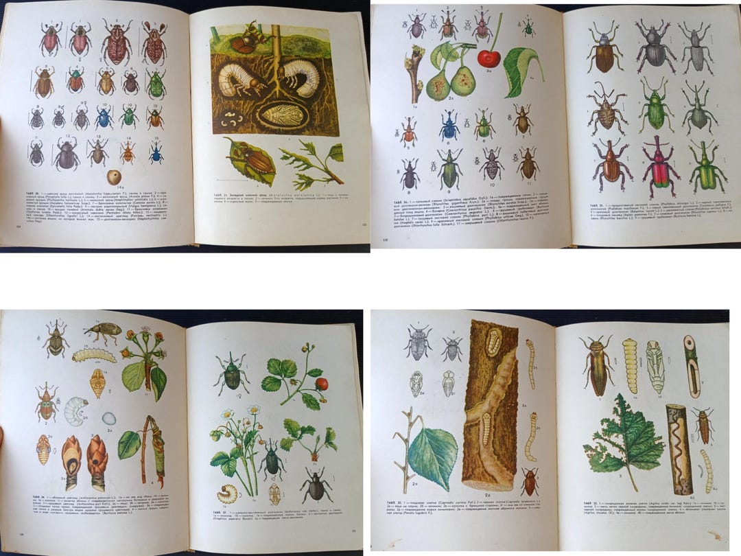 Soviet Atlas of Pests of Fruit Plants in Russian Language Has Detailed ...