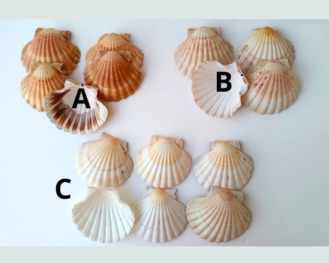 Scallop Shells Set Cleaned 10cm About Shells From Italy, Restaurantware ...