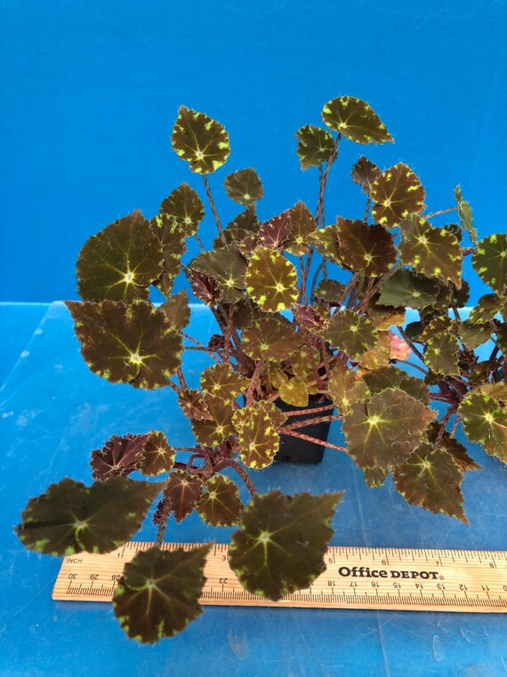 Begonia Kit Kat 4 Inch Pot Established Divisions | Etsy