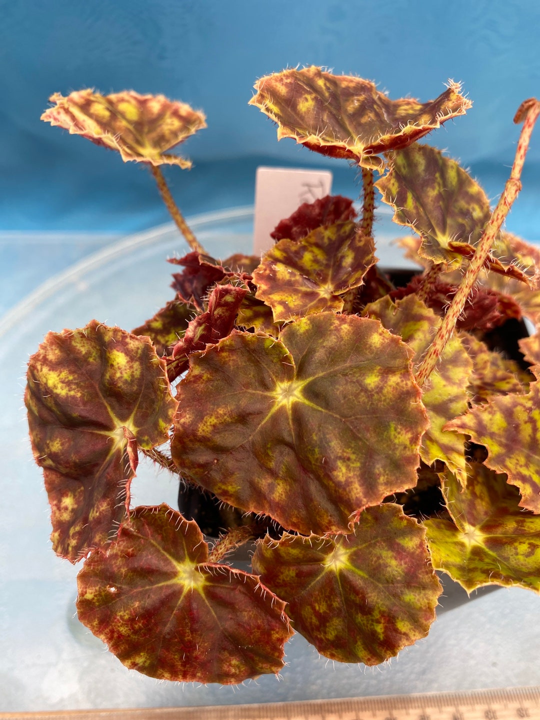 Begonia Red Doll 4 Pot - Etsy