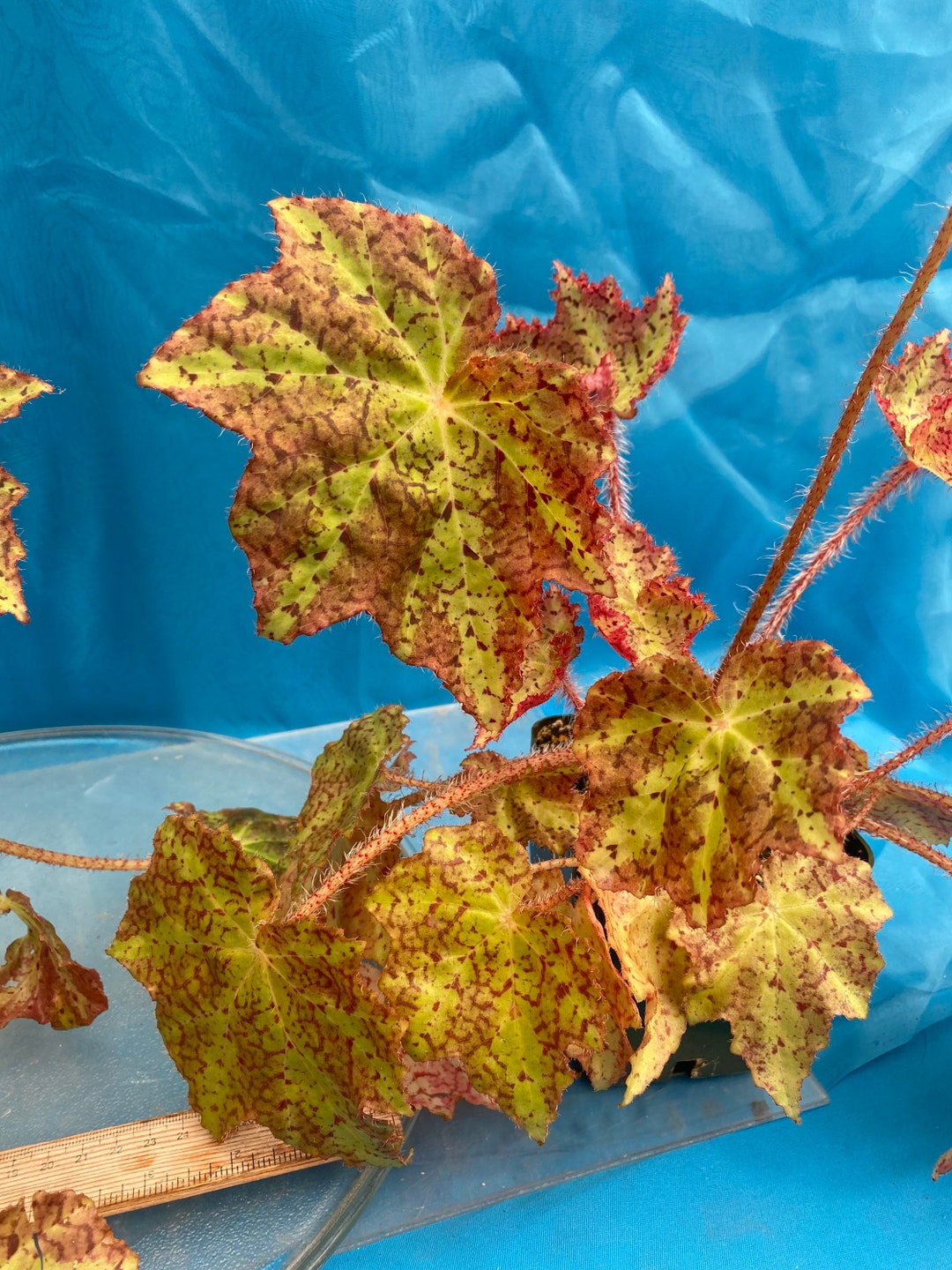 Begonia Fuscomaculata 4.5 Pot - Etsy