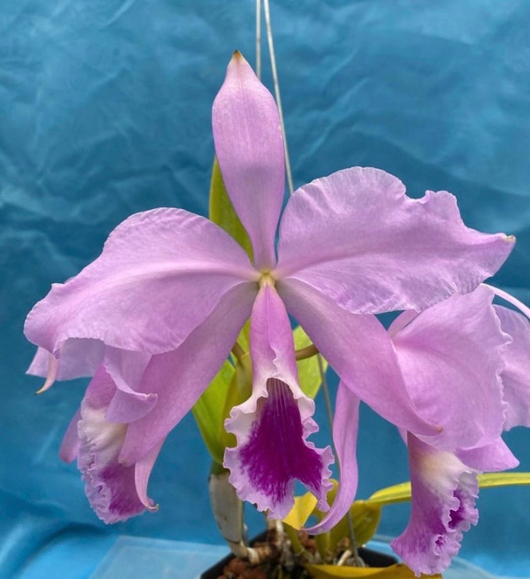 Cattleya Warneri Pink Percection X Orchid Eros Picotee Orchid - Etsy