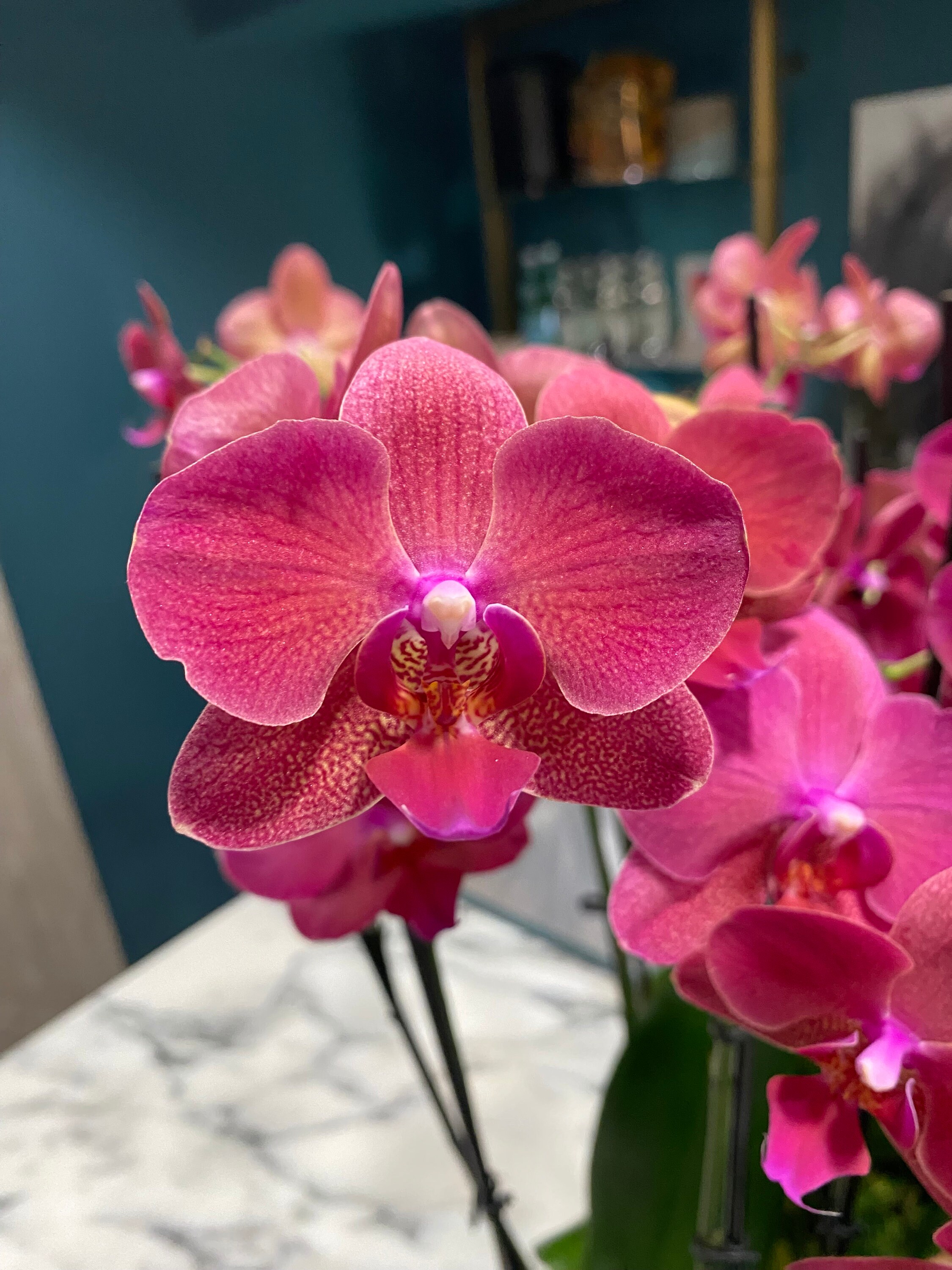 Red Orchid Flower Images