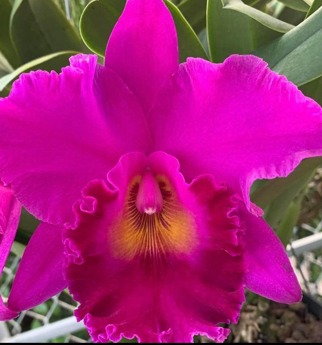 Rlc Hawaiian Ruby paradise Pink Purple Orchid Hybrid Mericlone 2 Pot - Etsy