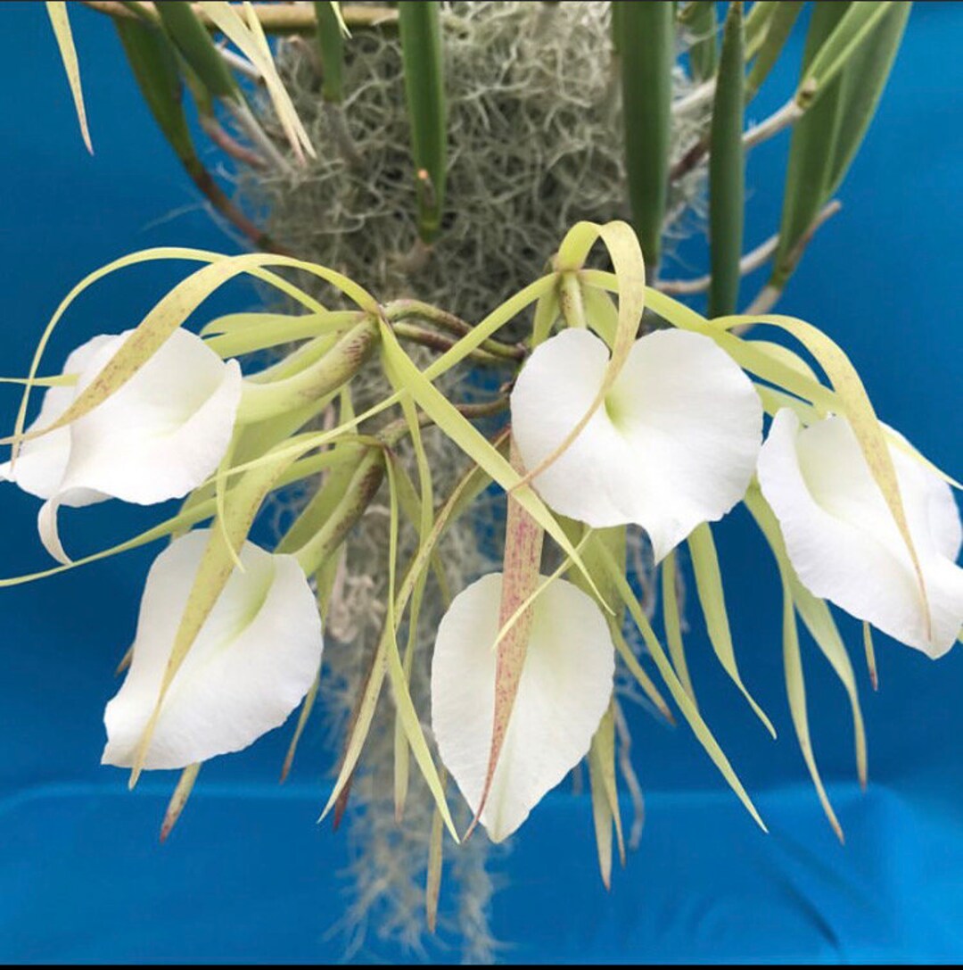 Blc Golden Tang X B Nodosa Fragrant Variable Yellow Green White Spots ...