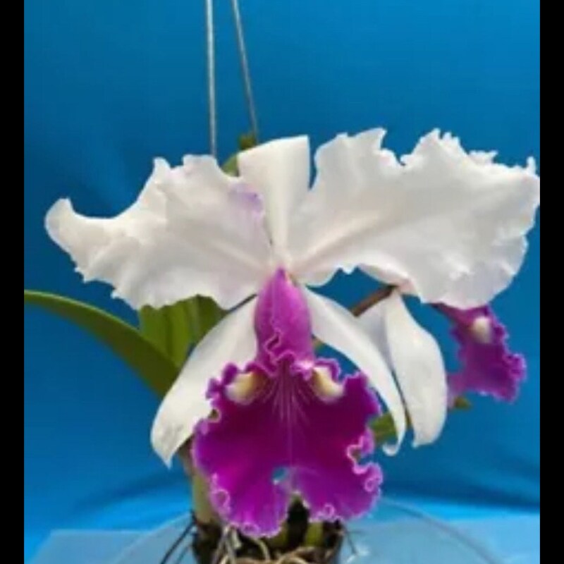 Cattleya - Etsy