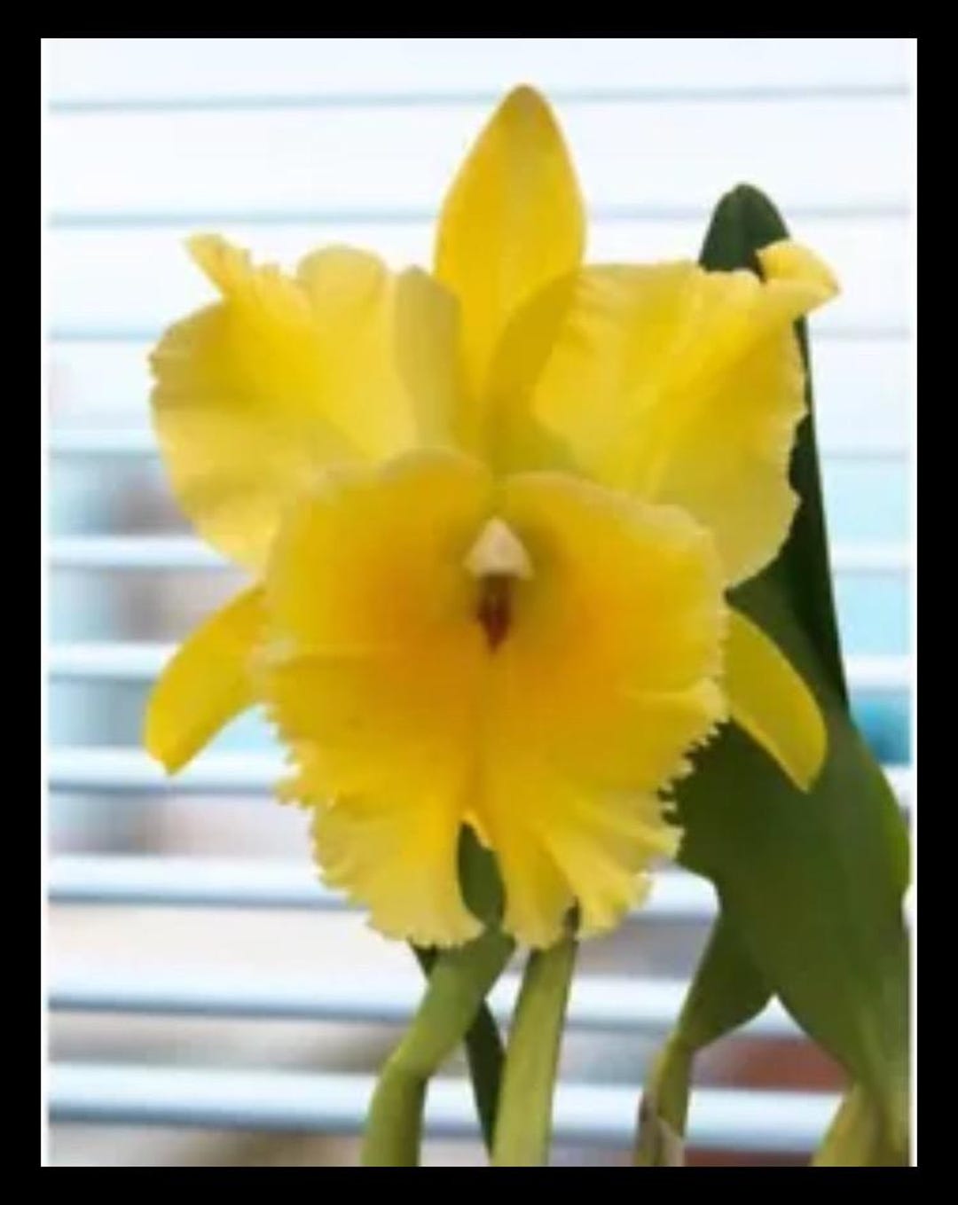 Rlc Golden Godzilla Large Golden Yellow Fragrant Flowers Orchid Hybrid ...