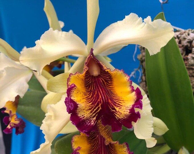 Cattleya Dowiana Aurea X Volcanera Fragrant Orchid Species Seedling 2 ...