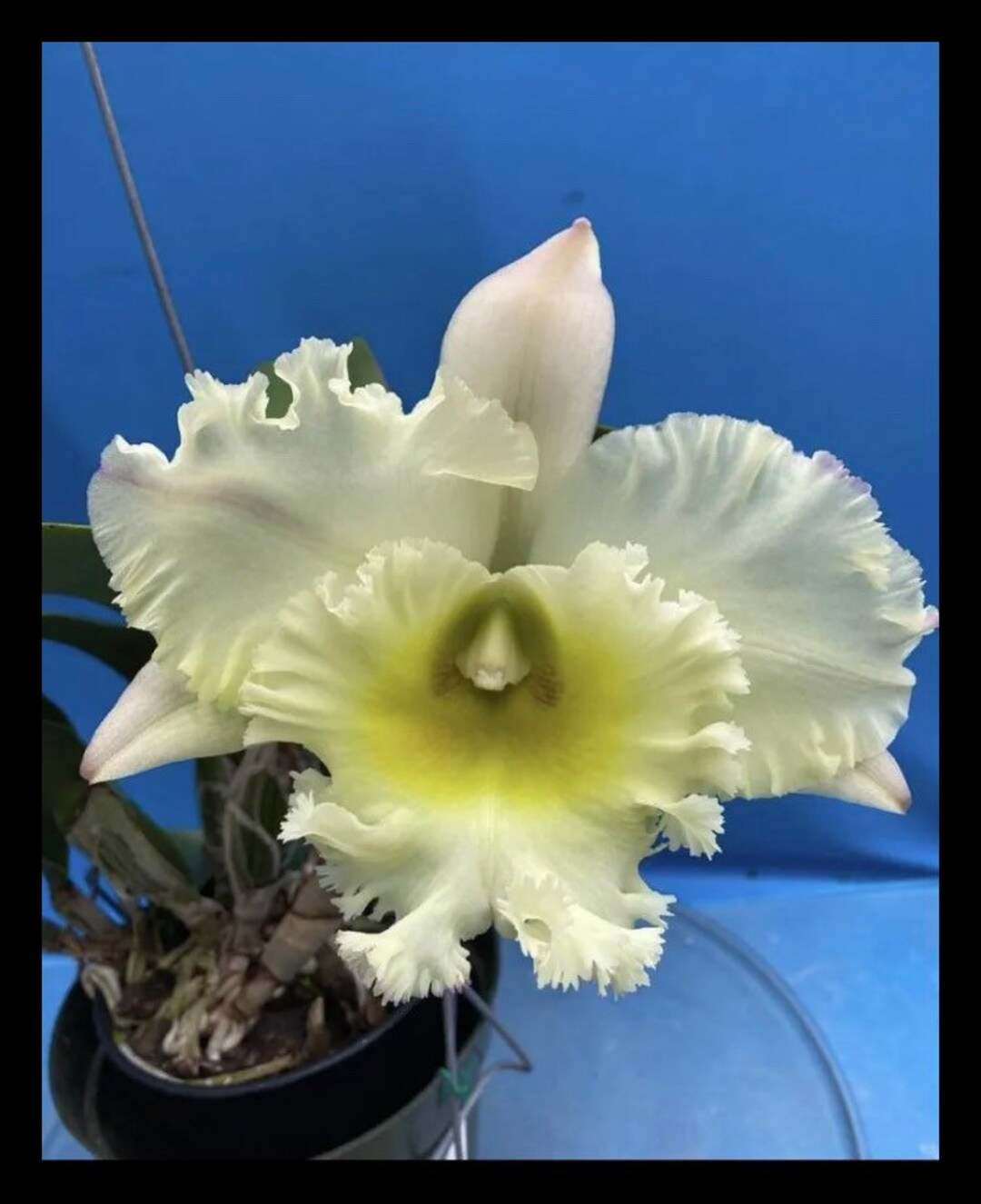 Rlc Siam White Bloom Size 4 Pot Fragrant Cattleya Orchid - Etsy