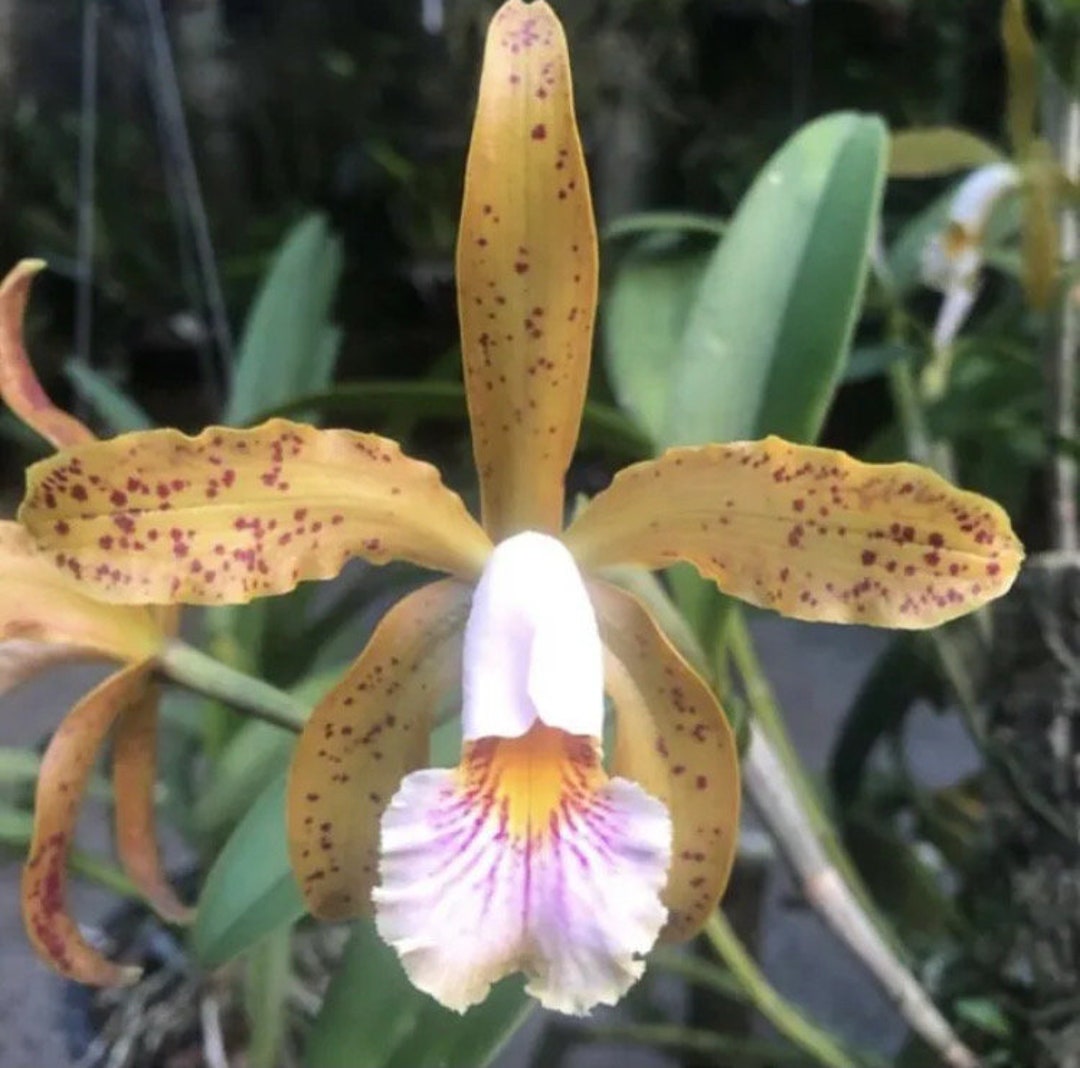 Cattleya Juno forbesii X Velutina White Yellow Green Fragrant Orchid 2 ...