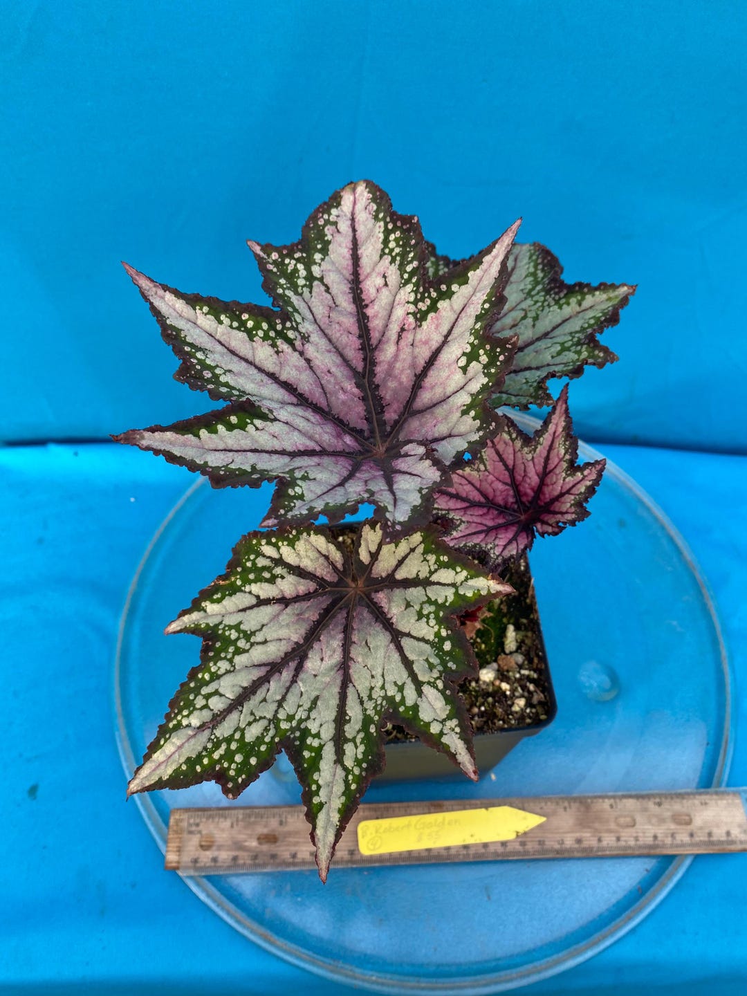 Begonia Robert Golden 4.5 Inch - Etsy