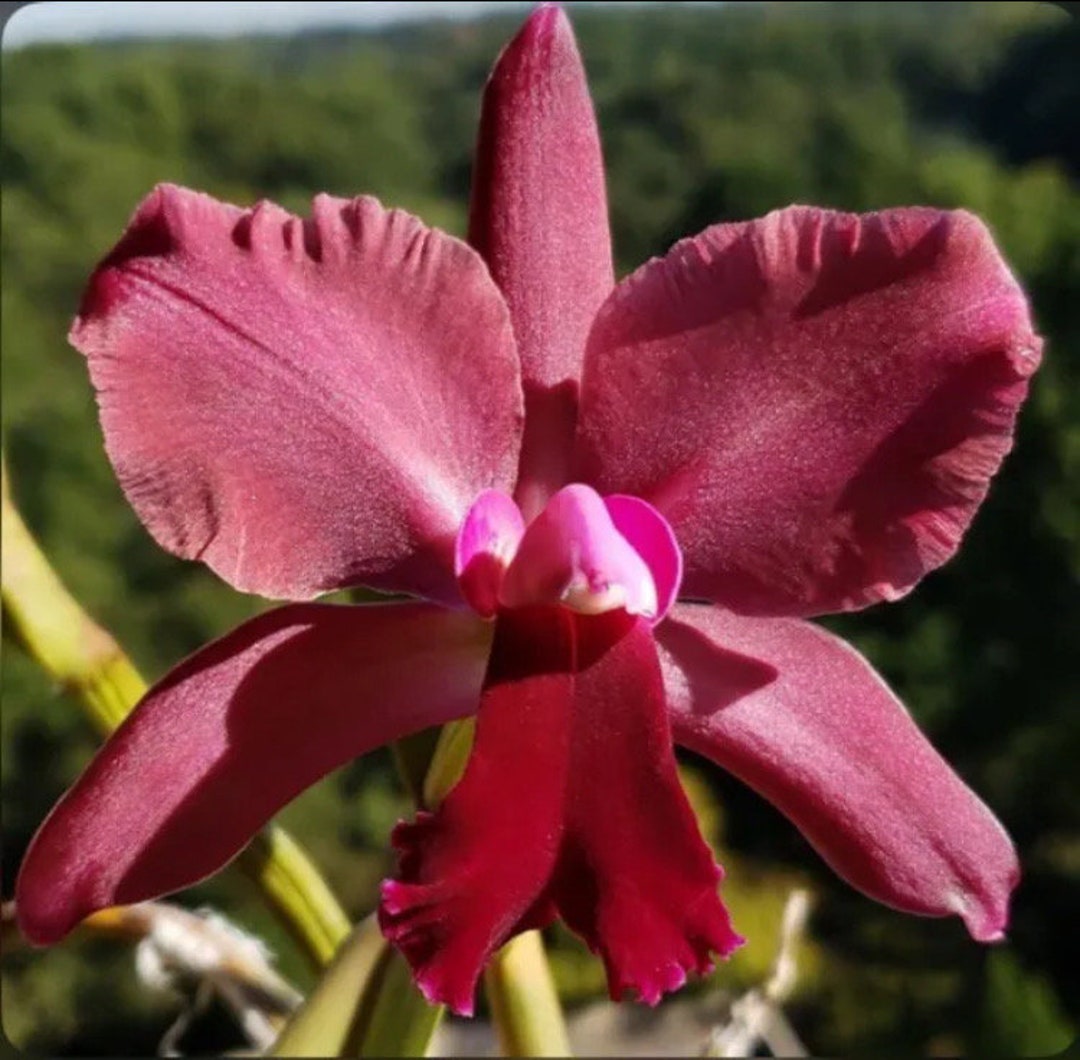 Cattleya Rlc waikiki Splendor X George King X Rlc Waldens Glen 4 Pot Orchid Hybrid - Etsy