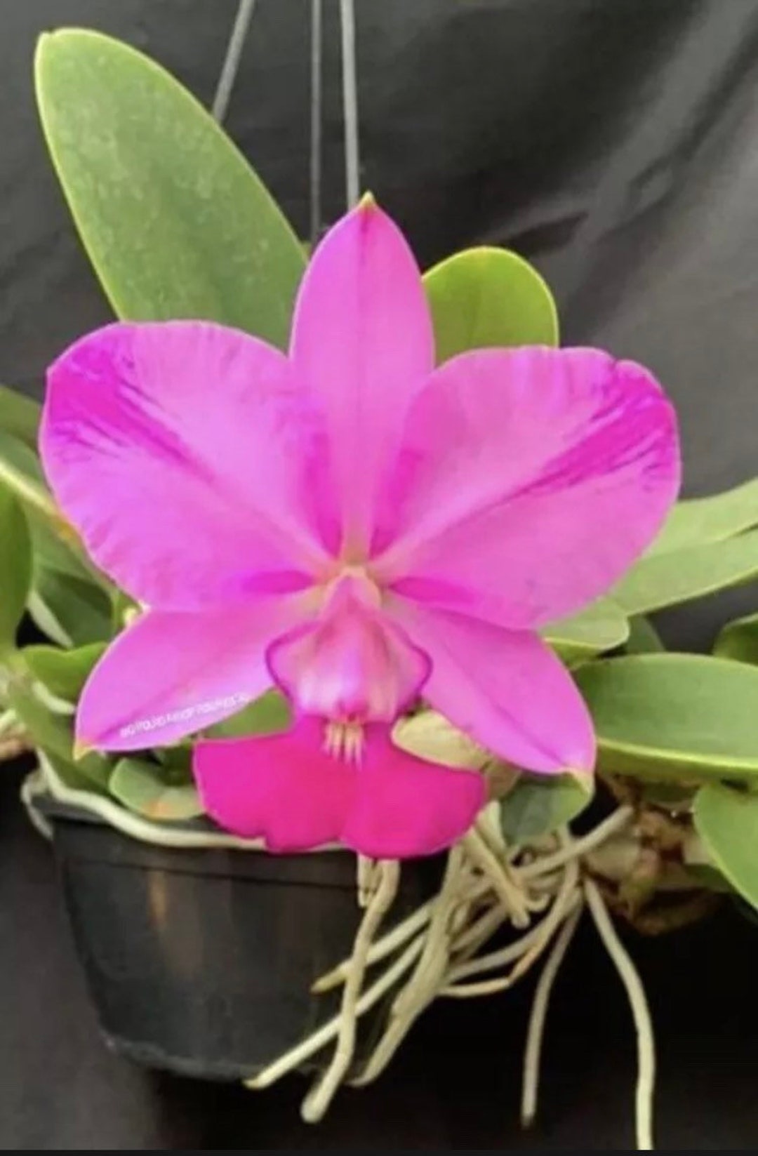 Purple Orchid Types
