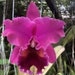 Cattleya Rlc King Midas gold X Rlc Edisto newberry Orchid Hybrid 4 Pot ...