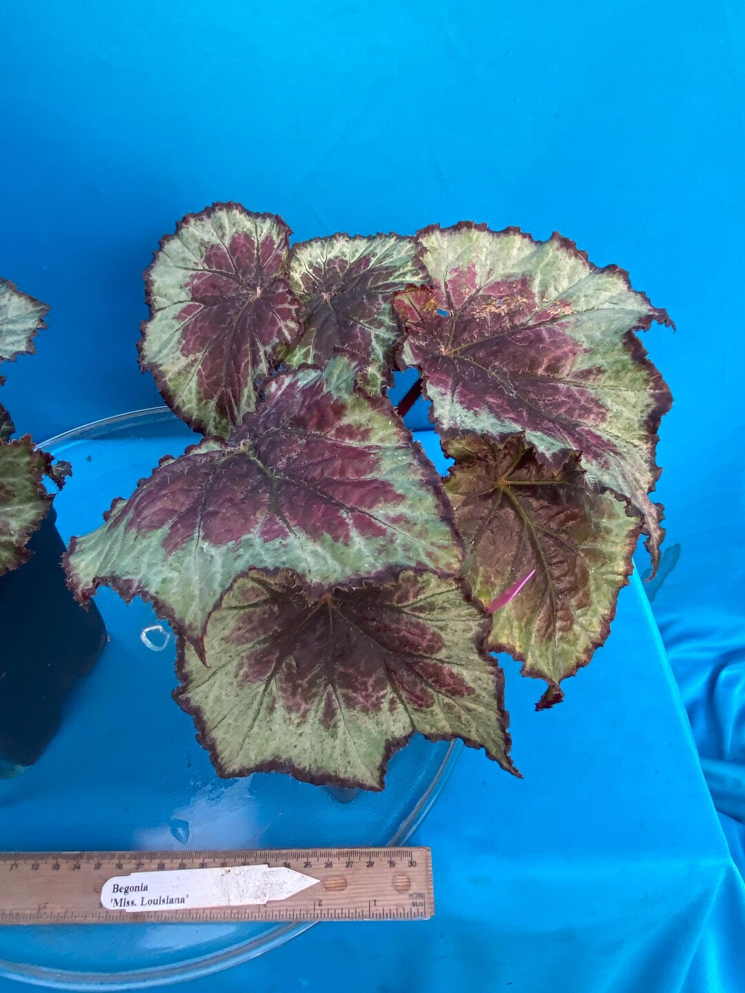 Begonia Miss Louisiana 4.5 Divisions - Etsy