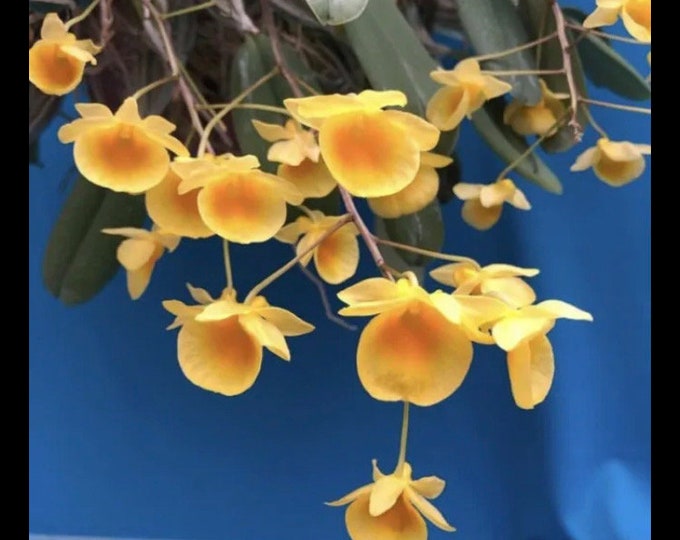 Dendrobium Aggregatum Syn Lindleyi Mounted Orchid Species New Import ...