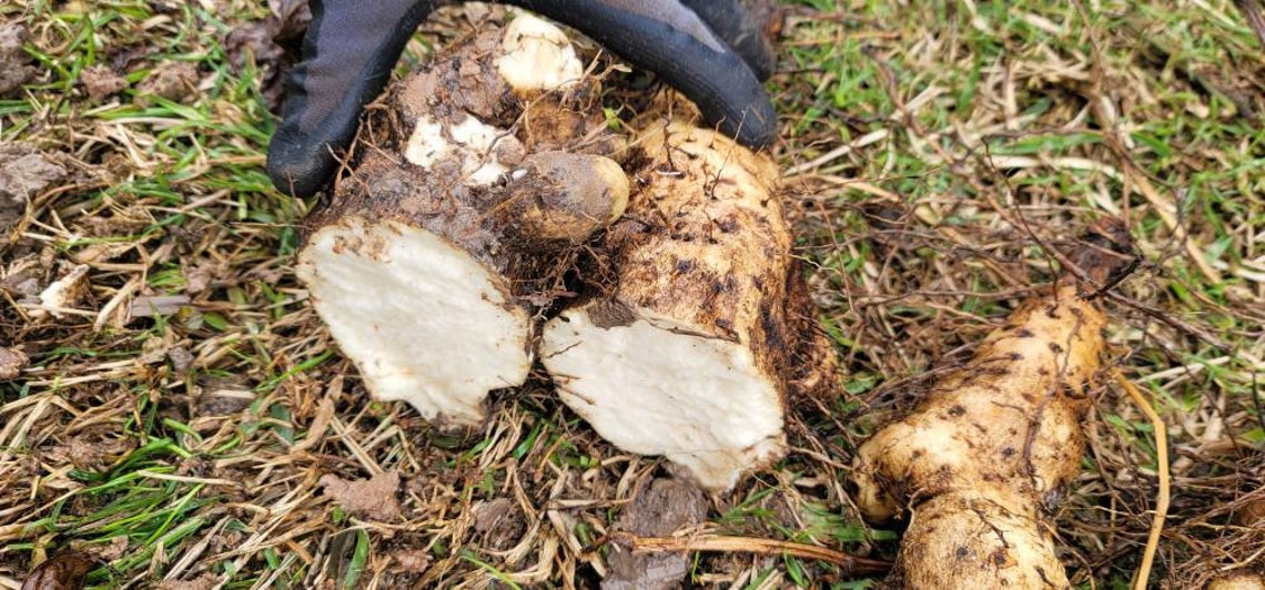 Dioscorea Alata True Yam Bulbils [DEC 2025 Crop] Limited - Etsy