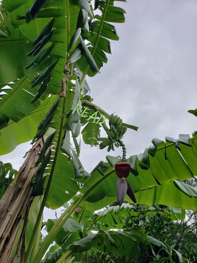 Dwarf Orinoco Banana Pup - Etsy