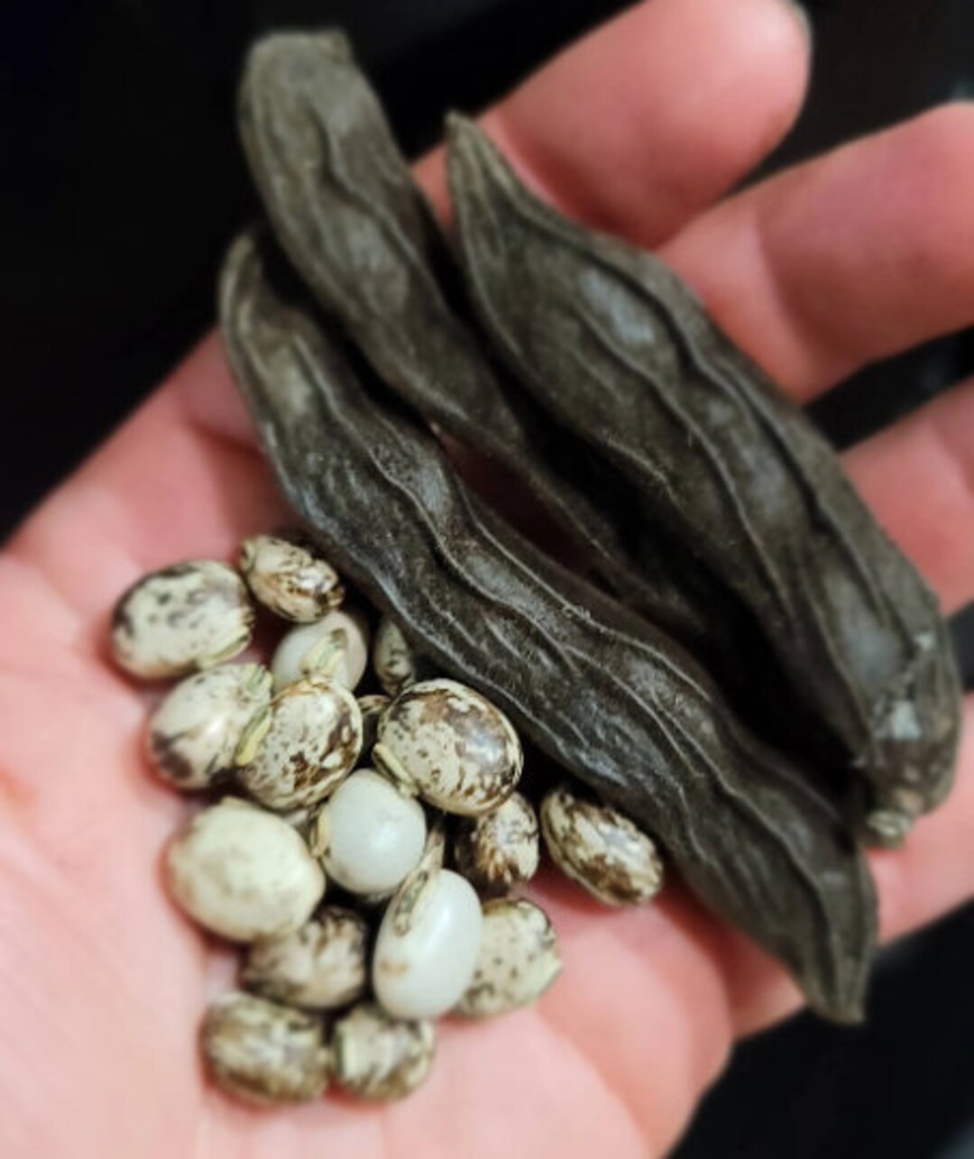 VELVET BEAN *non-stinging* (20 Beans) Free Ship From USA - Etsy