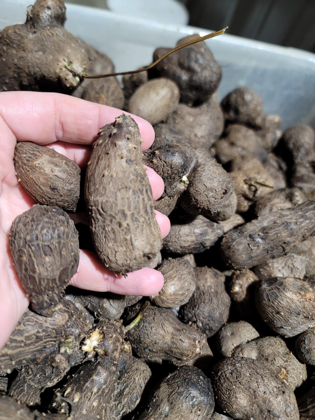 Dioscorea Alata True Yam Bulbils [DEC 2025 Crop] Limited - Etsy