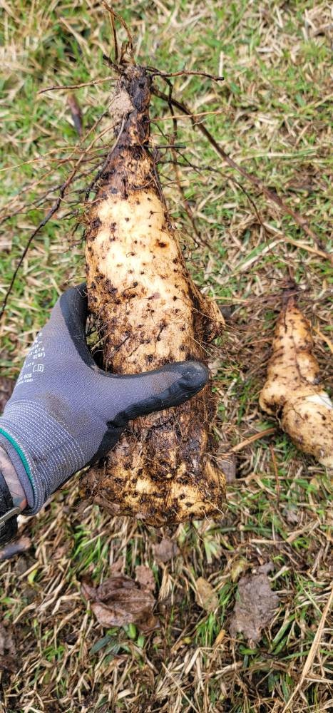 Dioscorea Alata True Yam Bulbils [DEC 2025 Crop] Limited - Etsy