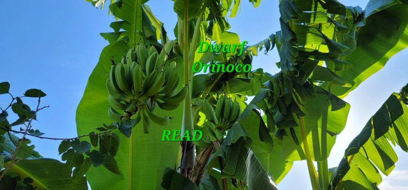 Dwarf Orinoco Banana Pup - Etsy