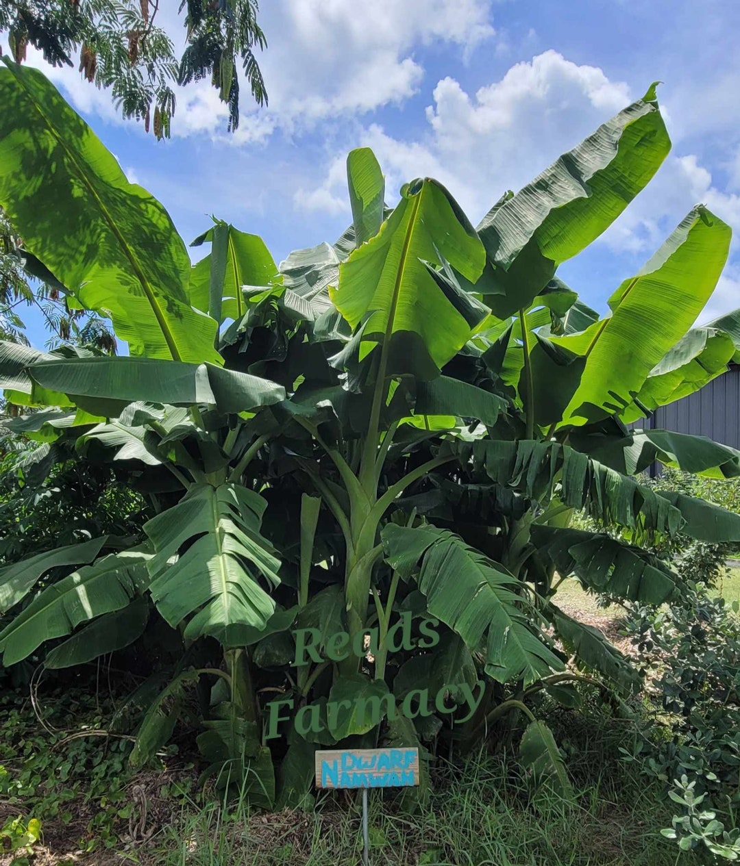 Banana Pup DWARF NAMWAH (pisang Awak) - Etsy