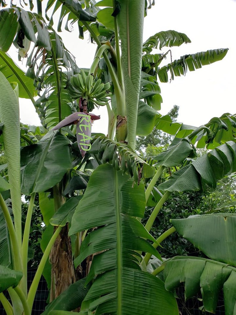 Dwarf Orinoco Banana Pup - Etsy