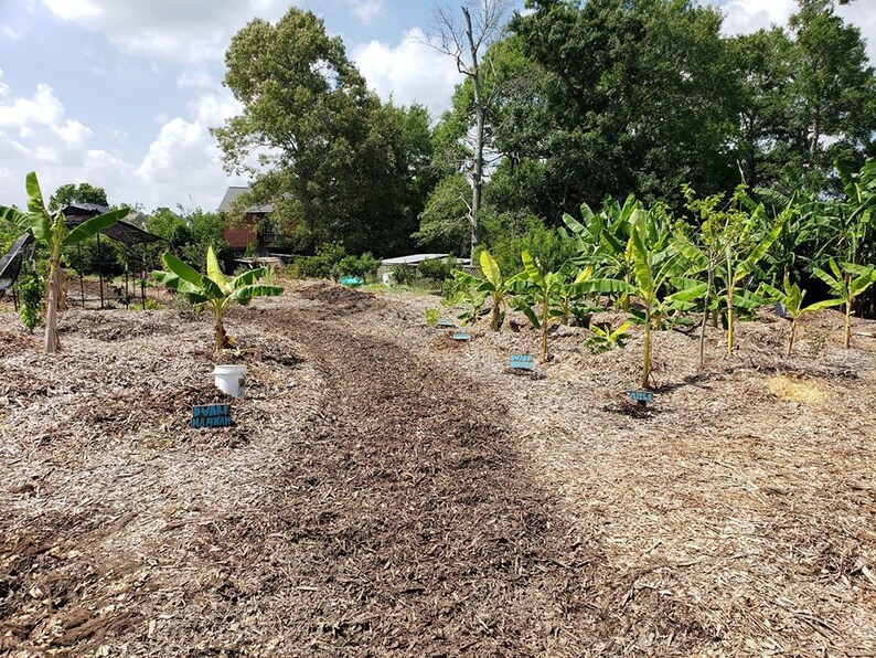 Dwarf Orinoco Banana Pup - Etsy