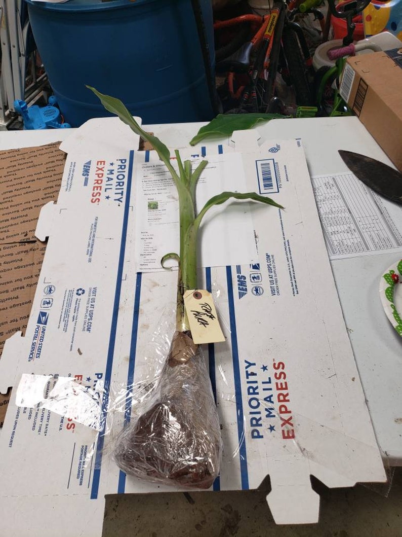 Dwarf Orinoco Banana Pup - Etsy