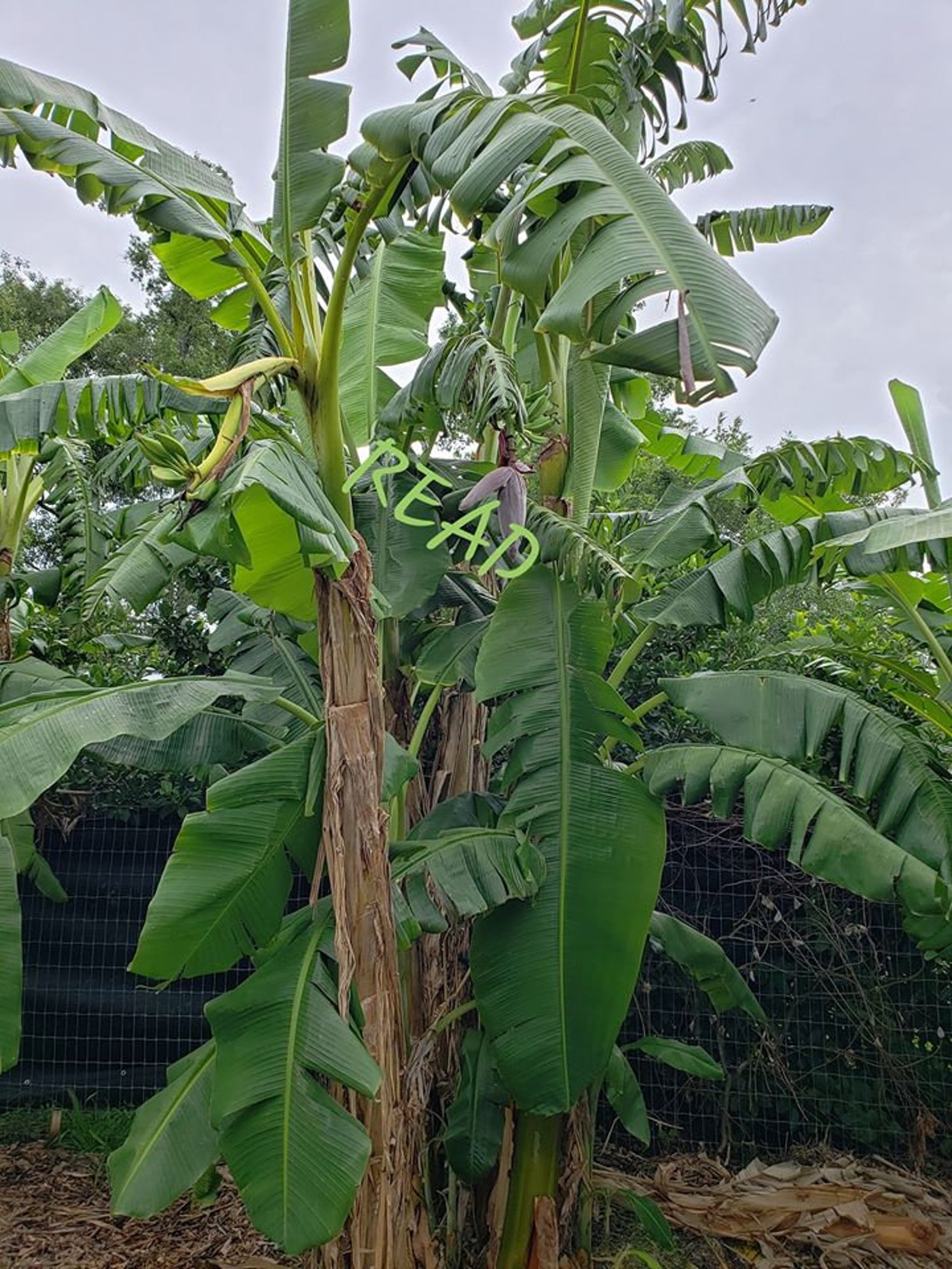 Dwarf Orinoco Banana Pup - Etsy