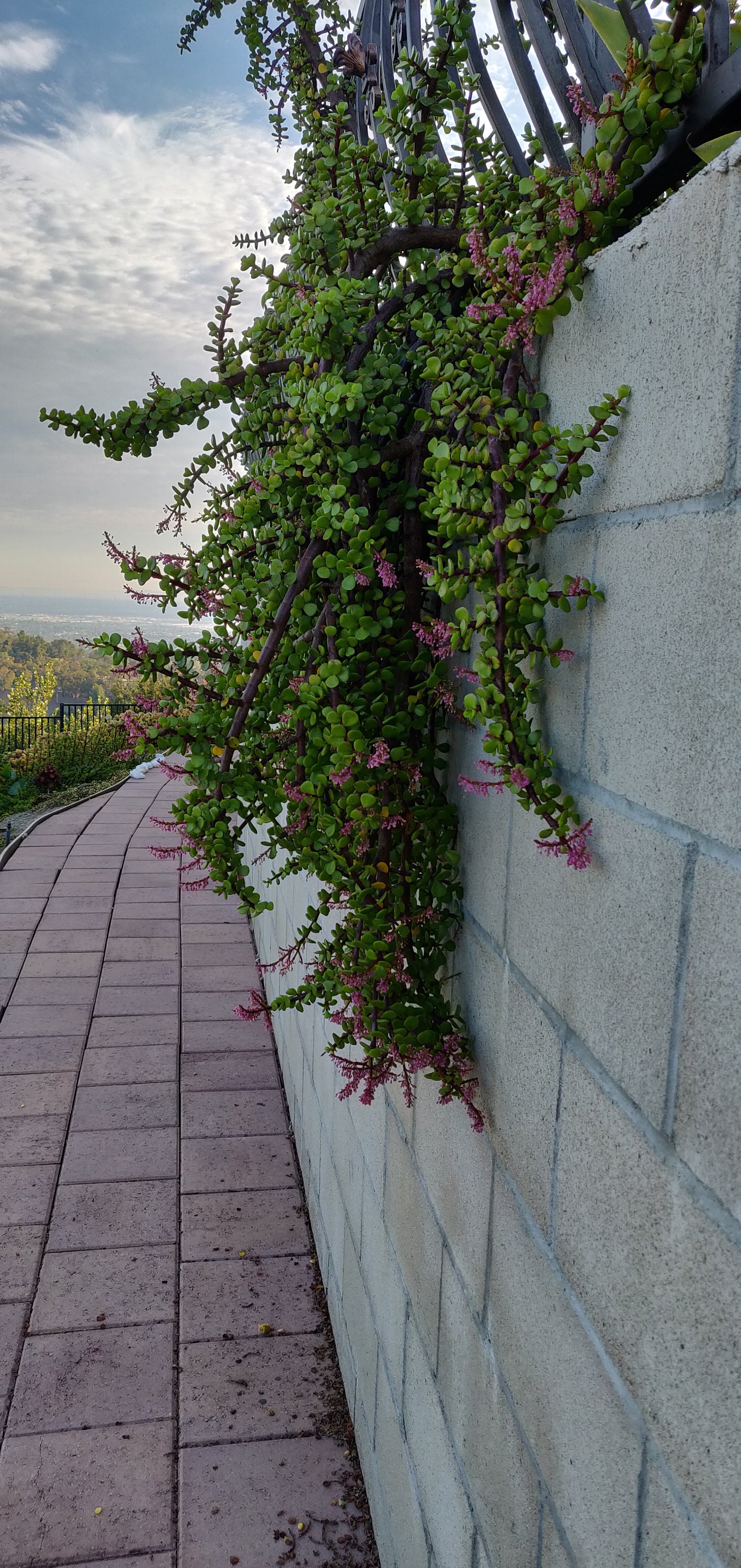 Elephant Bush Succulent Plant Cutting 12" - Etsy