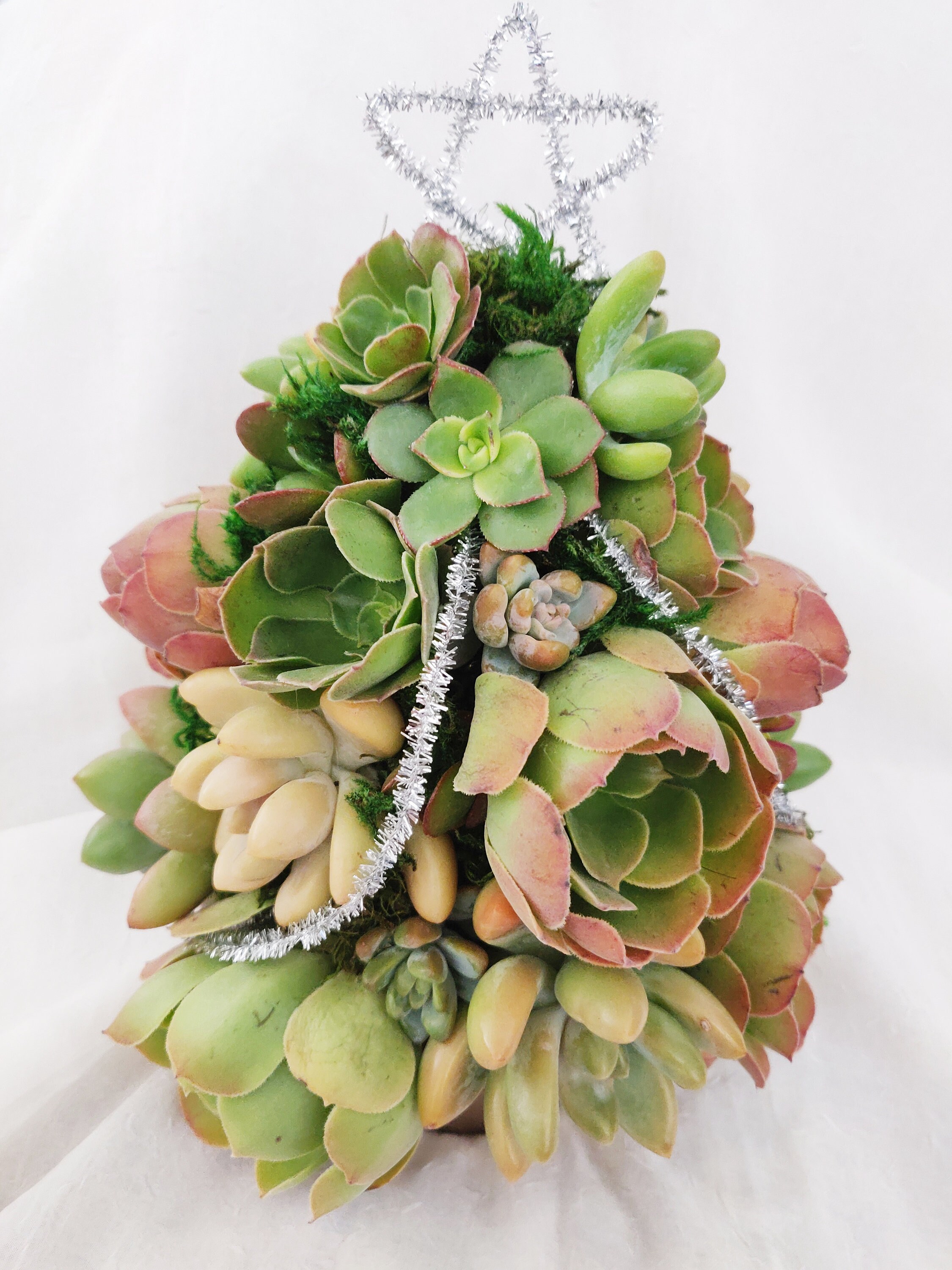 Succulents Christmas Tree - Etsy