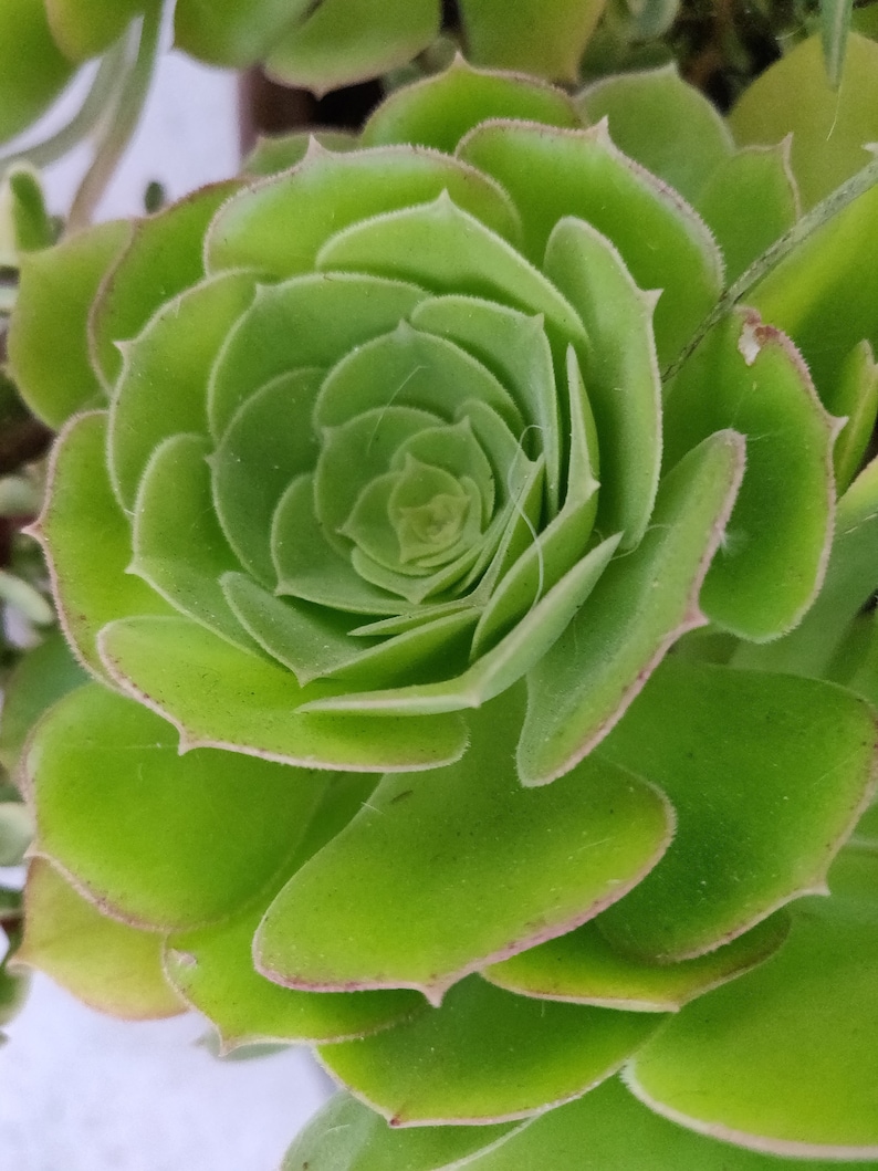 Succulent Long Stem Aeonium Large & Medium Cuttings - Etsy