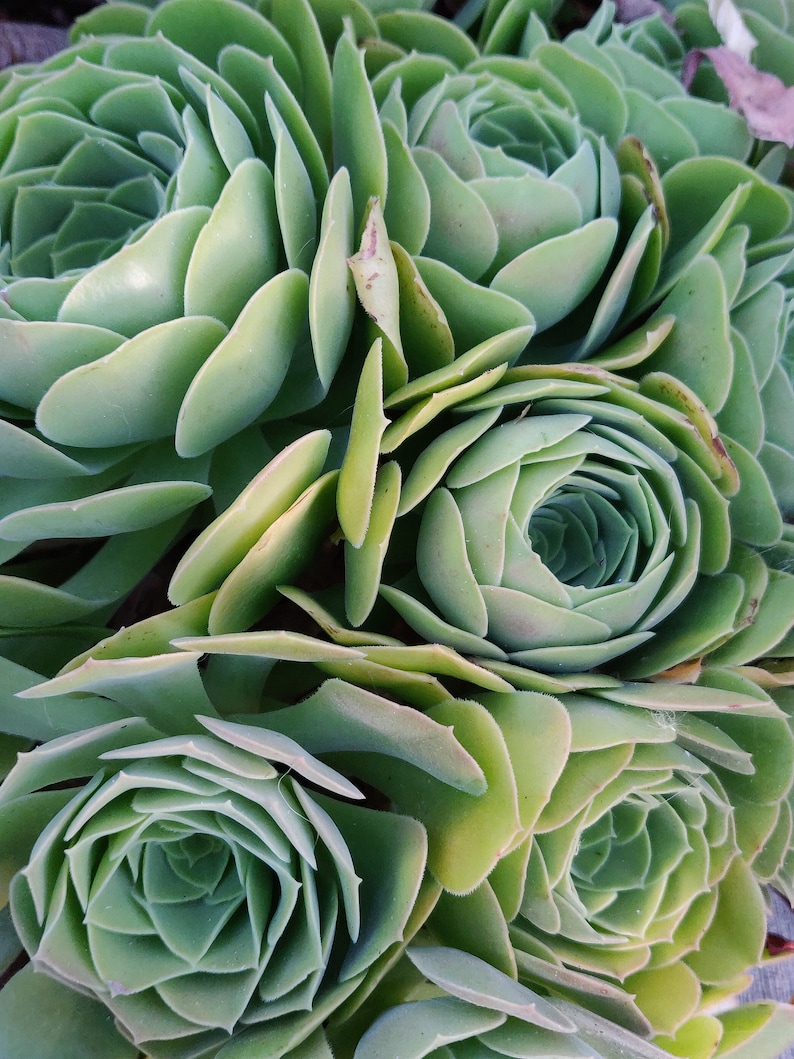 Succulent Long Stem Aeonium Large & Medium Cuttings - Etsy