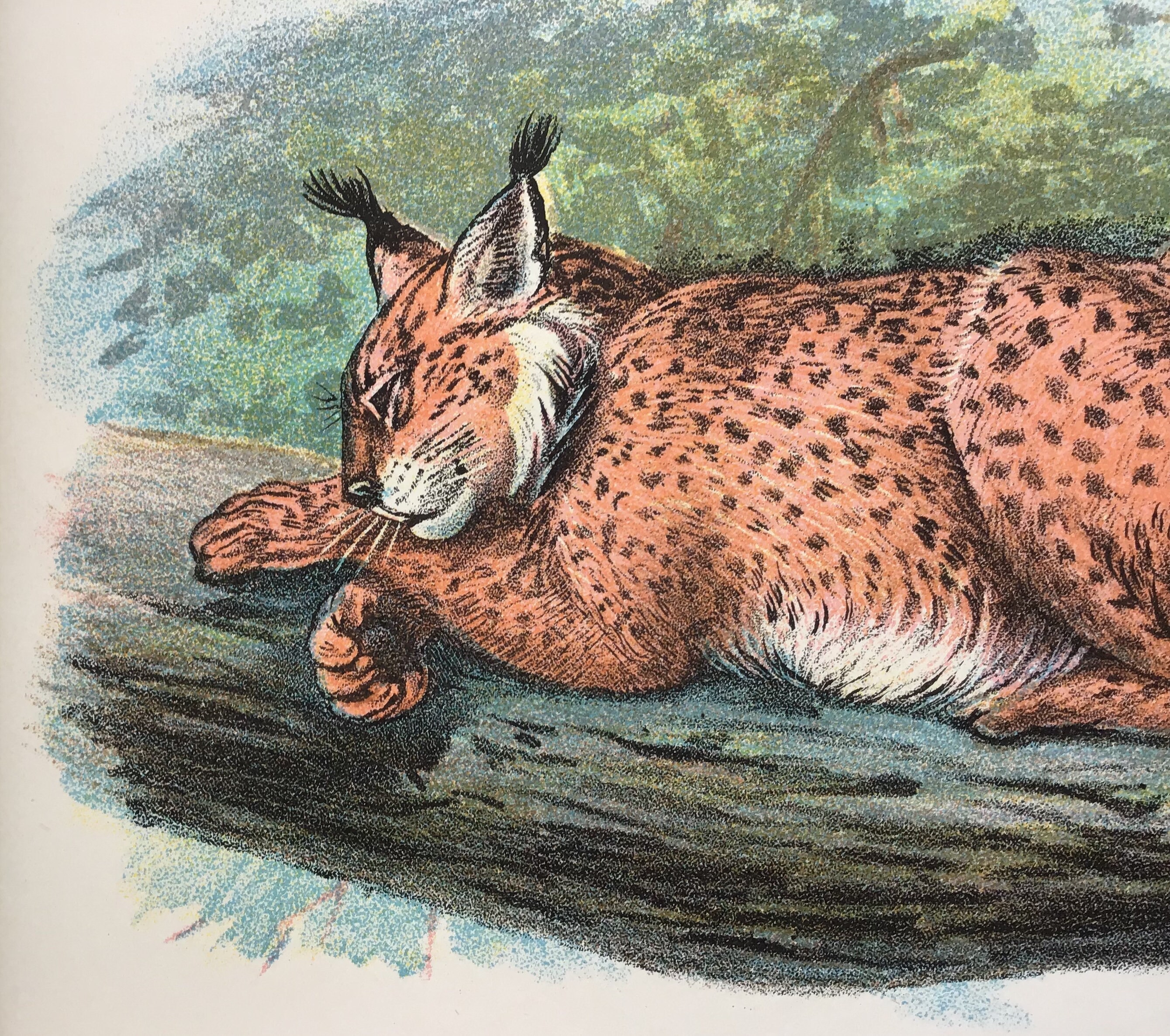 Antique Print 1896 the Lynx Original Print Mounted Ready - Etsy