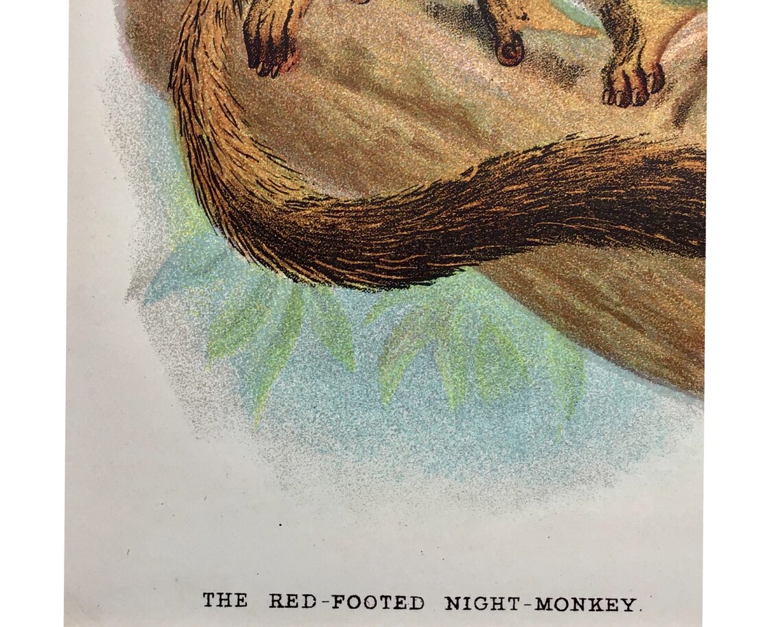 Antique Print, the Red Footed Night Monkey , Primate Print, Original ...