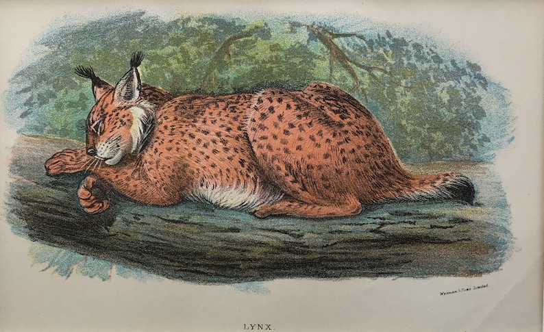 Antique Print 1896 the Lynx Original Print Mounted Ready - Etsy