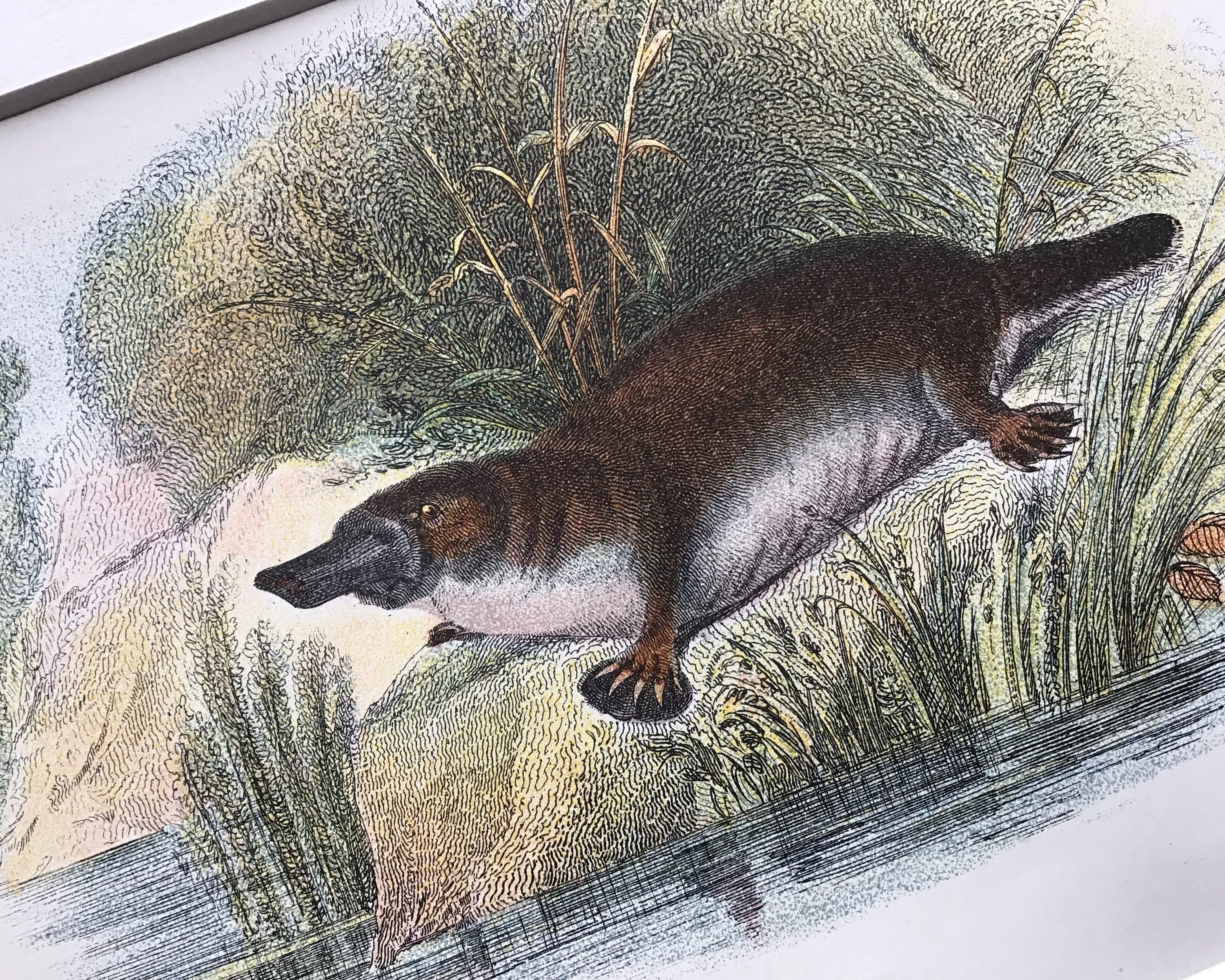 Antique Marsupial Print, the Duck Bill, Printed in 1896, Natural ...
