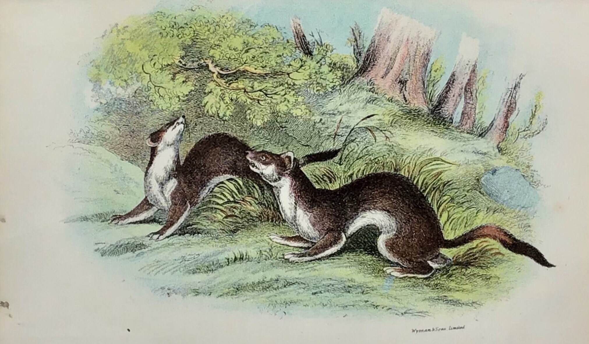 Antique Print, Stoat Print, Old Print From 1896, Original Lithograph ...