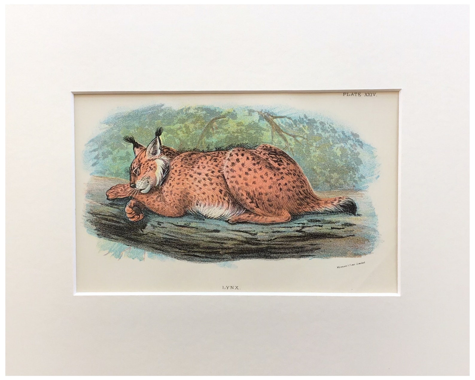 Antique Print, 1896, the Lynx, Original Print, Mounted Ready to Frame ...