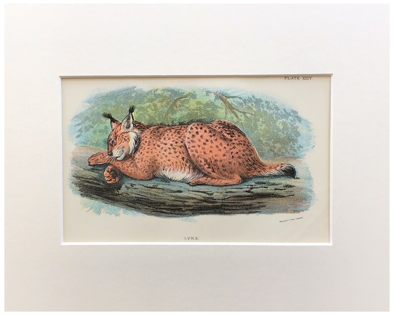 Antique Print 1896 the Lynx Original Print Mounted Ready - Etsy