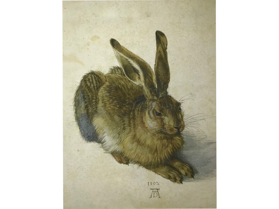 Antique Hare Print, Reproduction on Canvas, Large Canvas Print, 42x59 ...