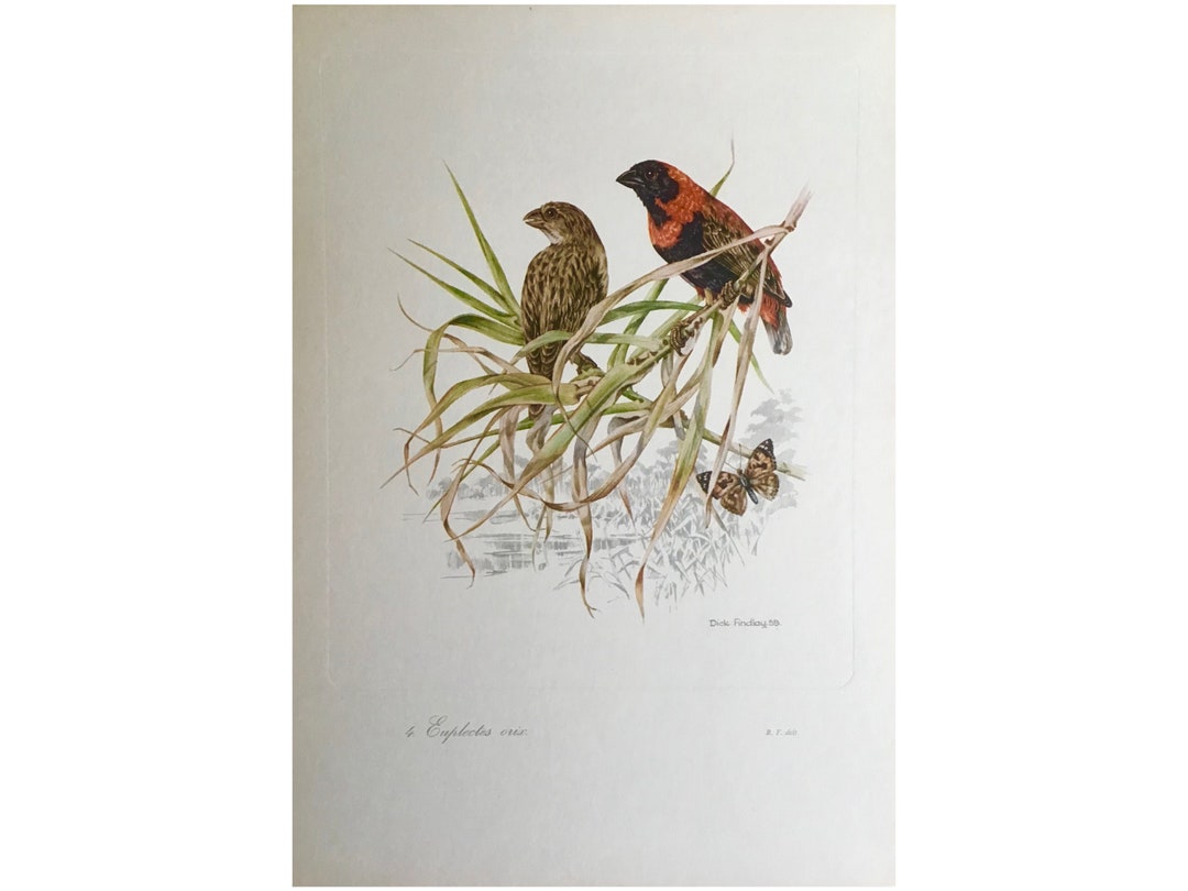 1959, Large Bird Print, 34x24 Cm Vintage Print, Large Print, Antique ...